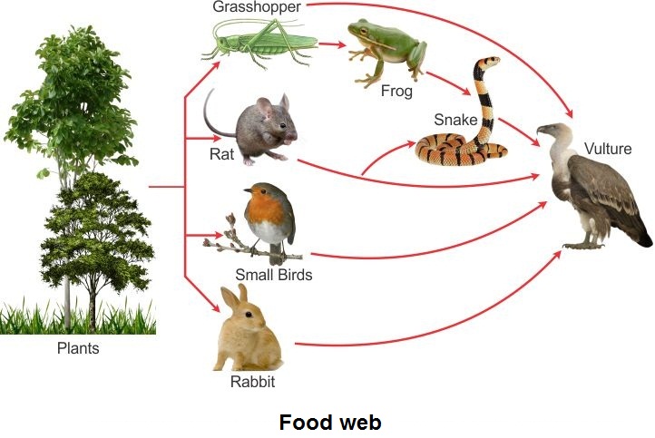 Explain Food Web Giving Suitable Examples 53f5yqii Biology 