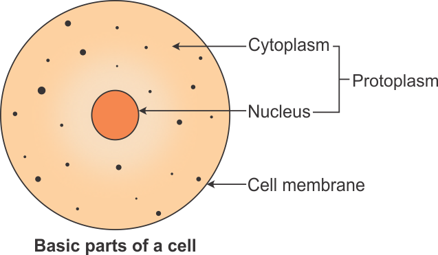 Bacterial Cell Simple Diagram