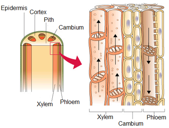 Xylem Definition Location Function Facts Britannica Xylem Definition Location Function Facts Britannica